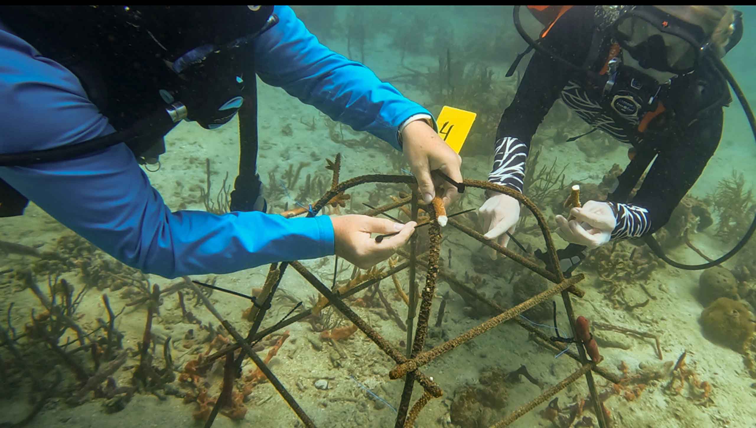 Reef Conservation Diving - OGAYA